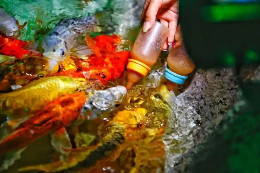 People Feed Fish With Baby Bottle