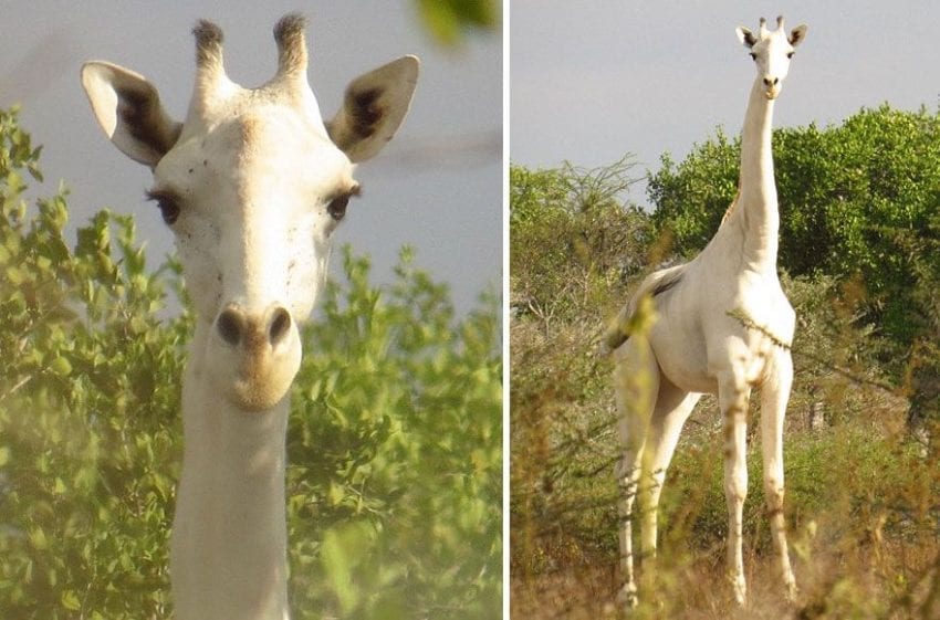 White Giraffes Spotted in Kenya