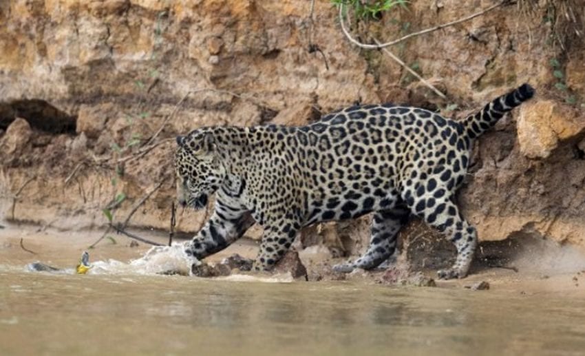 Jaguar vs. Yellow Anaconda Battle Captured By Wildlife Photographer