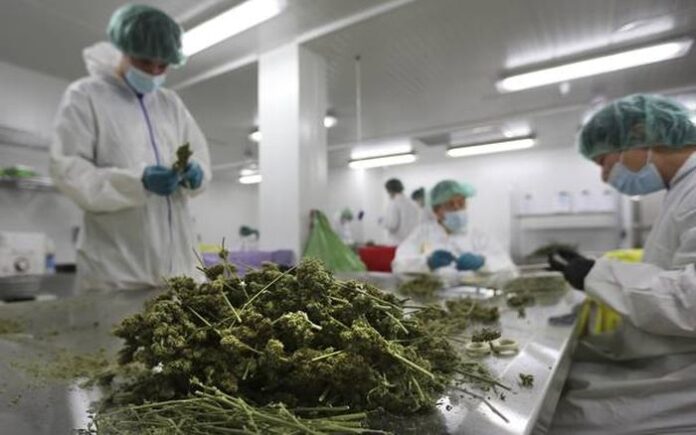Answers to Common Questions on Hemp Testing - Opptrends 2025