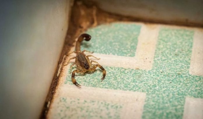 Your Complete Guide To Keeping A Scorpion - Free Home - Opptrends 2024