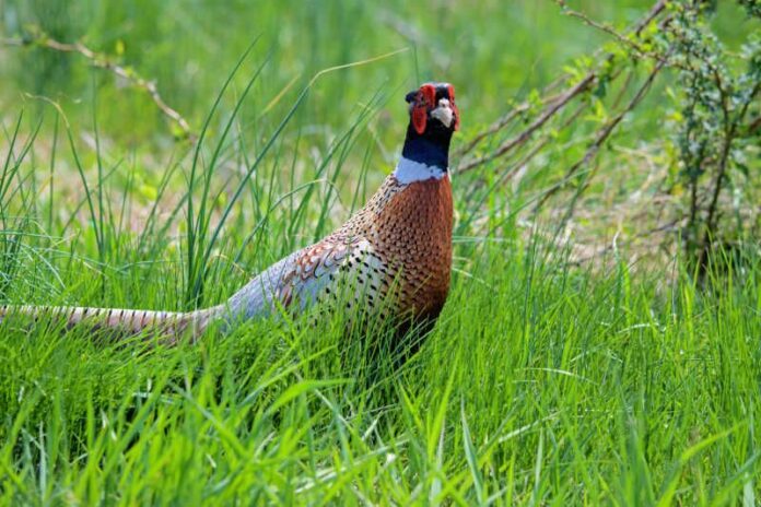 The Importance of Conservation: Why Pheasants Forever Work Matters ...