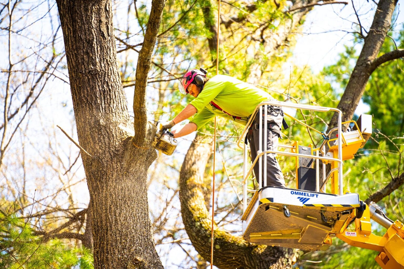 How to Create a Tree Care Plan for Your Property - Opptrends 2025